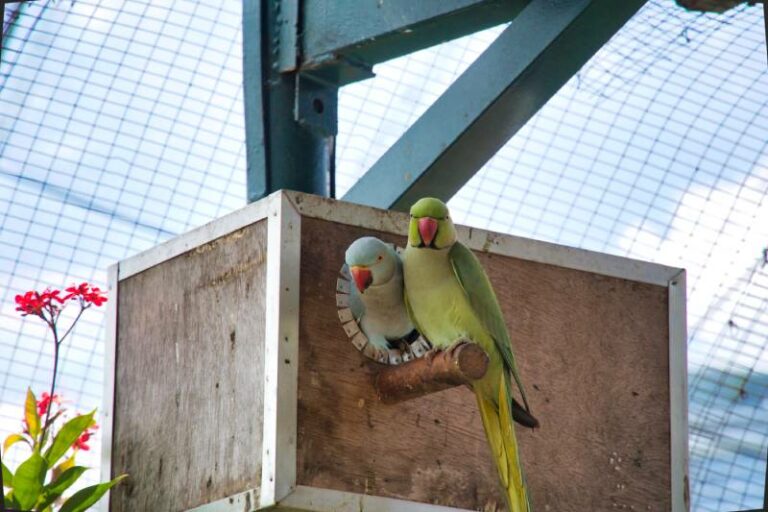 Why Do Parakeets Kiss Each Other? Vet-Approved Bird Behavior ...