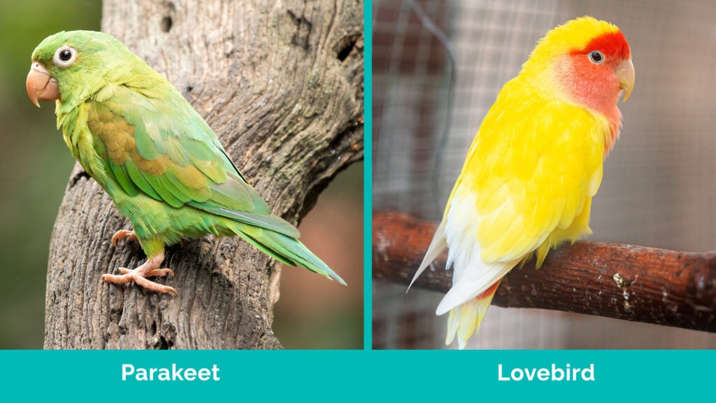 Parakeet vs Lovebird: Vet Reviewed Differences (With Pictures) | Hepper ...