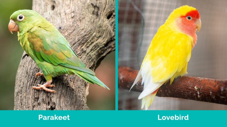 Parakeet vs Lovebird: Vet Reviewed Differences (With Pictures) | Hepper ...