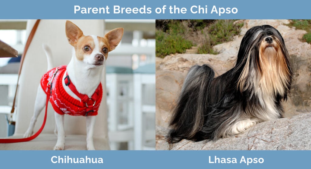 Chi Apso (Chihuahua & Lhasa Apso Mix): Pictures, Info, Care Guide ...
