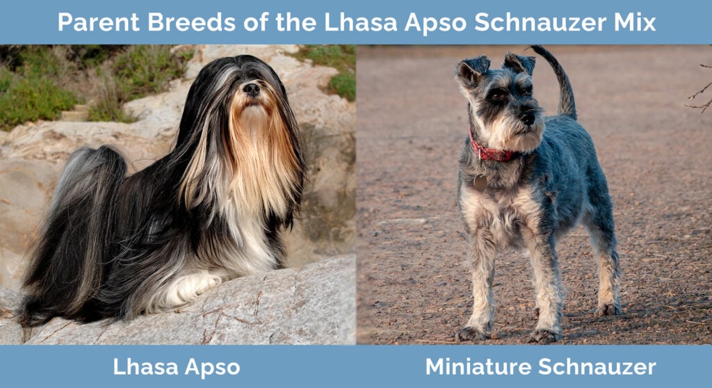 Schapso (Lhasa Apso Schnauzer Mix): Info, Pictures, Care Guide & More ...