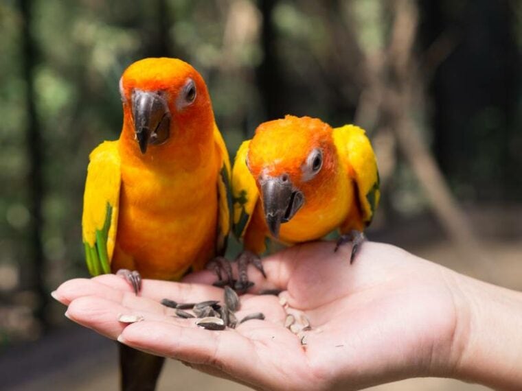 Can Parrots Eat Peanuts? Vet-Verified Facts & FAQ | Hepper Pet Resources