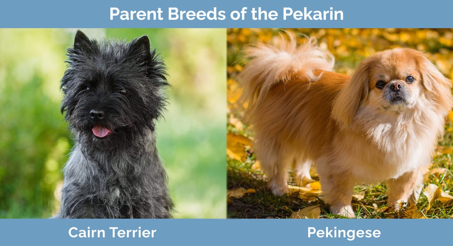 16 Cairn Terrier Mixes: Info, Facts, Origin & History (With Pictures ...