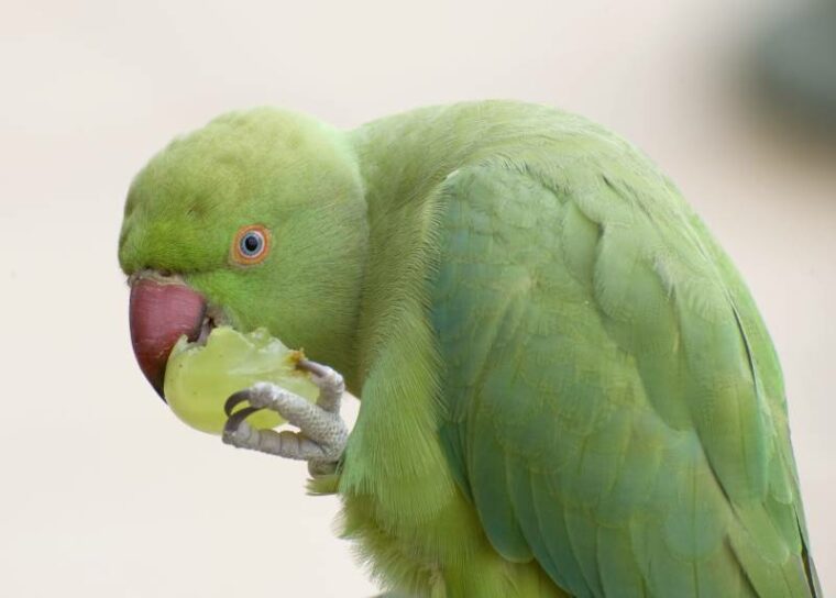 Can Parrots Eat Grapes? Vet Approved Nutrition Facts | Hepper Pet Resources