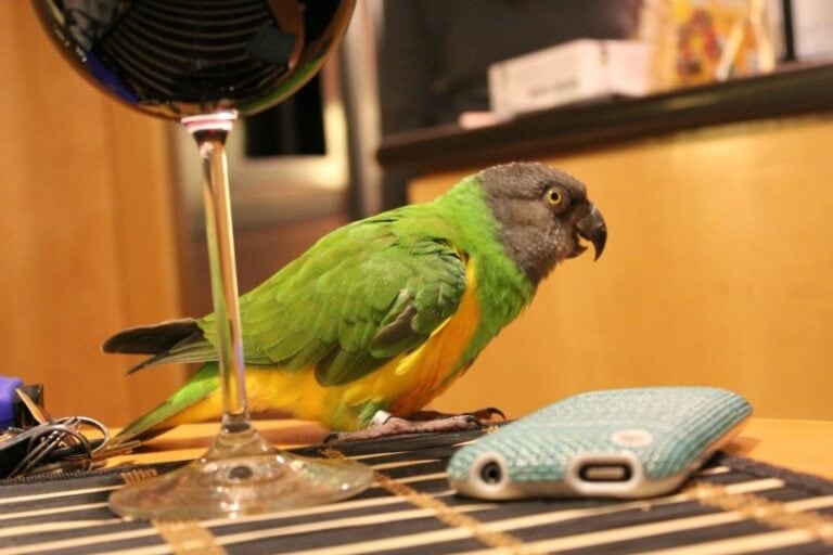 Senegal Parrot: Info, Care, Diet, Pictures & More | Hepper Pet Resources