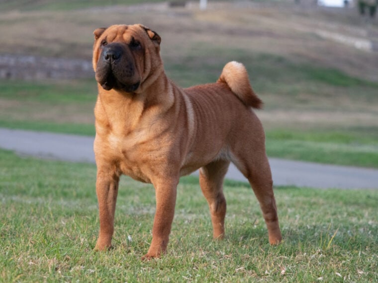 How Big Does a Shar-Pei Get? Average Weight & Growth Chart | Hepper Pet ... How Big Does a Shar-Pei Get? Average Weight & Growth Chart | Hepper Pet ...