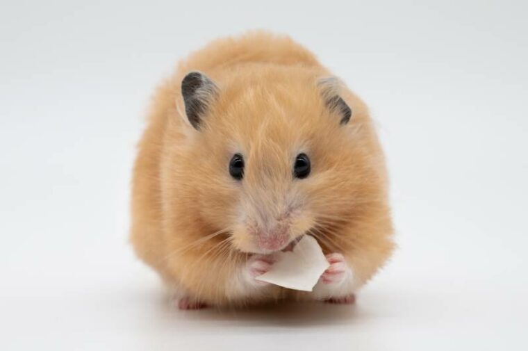 Do Hamsters Explode? Vet-Reviewed Myth vs. Truth | Hepper Pet Resources