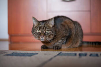 7 Cat Sitting Positions & What They Mean (Vet-Verified Info With ...