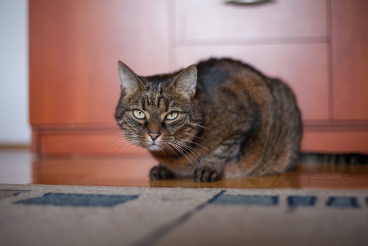 7 Cat Sitting Positions & What They Mean (Vet-Verified Info With ...