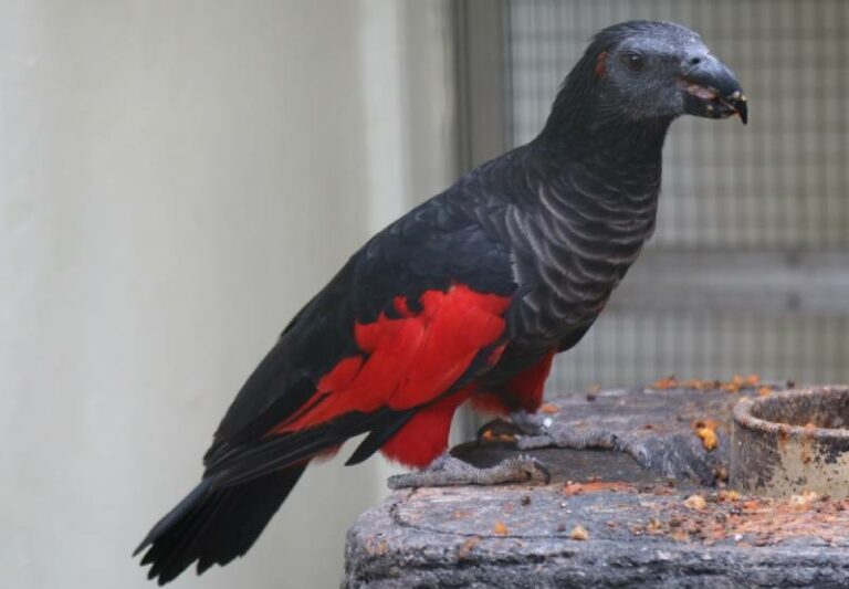 Dracula Parrot: Pictures, Personality, Food & Care Guide | Hepper Pet ...