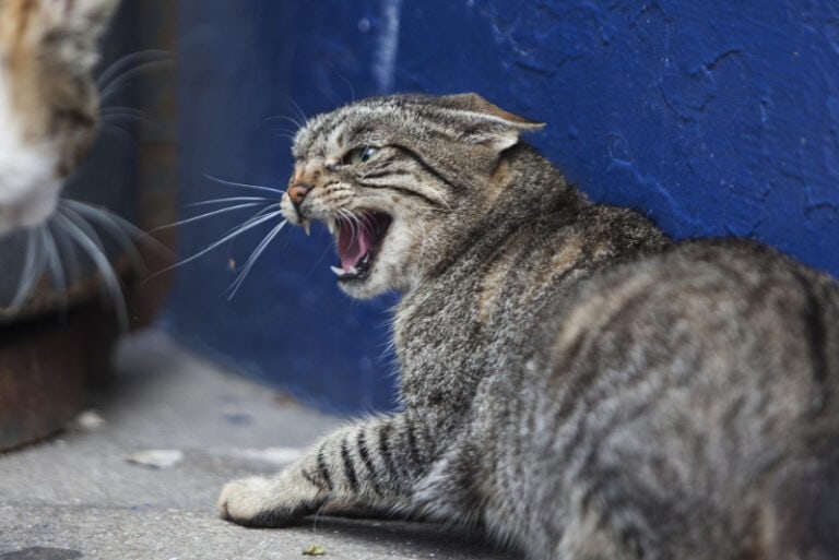 Why Does My Cat Hate Other Cats? 6 Common Reasons | Hepper Pet Resources
