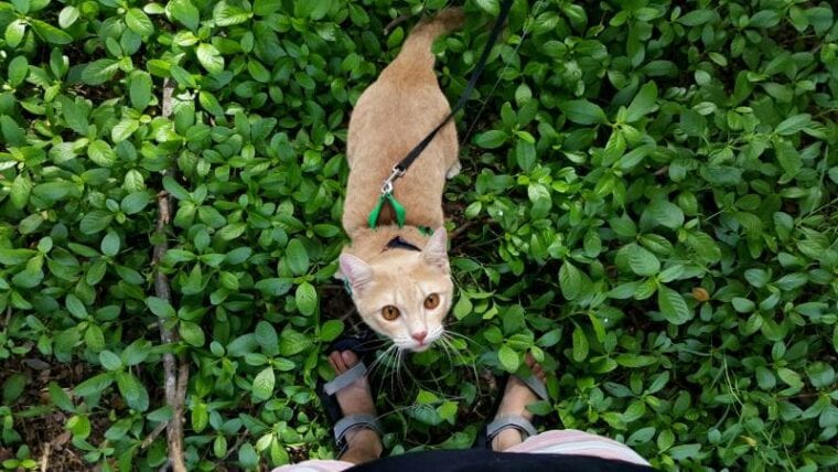 Do Cats Like Being Chased? Feline Behavior Explained | Hepper Pet Resources