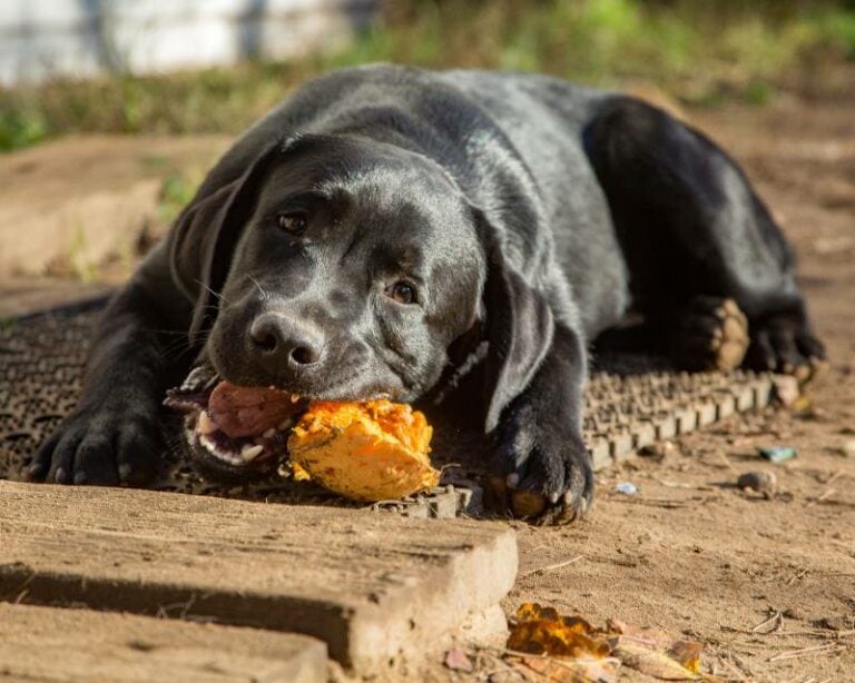 Pumpkin for Dogs With an Upset Stomach: Does It Help? Vet-Approved ...