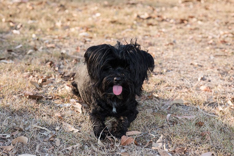 13 Lhasa Apso Mixes: Info, Pictures, Facts & History | Hepper Pet Resources