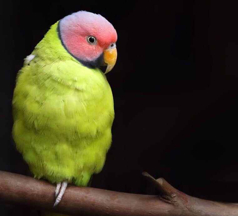 Why Do Parakeets Bob Their Heads? 8 Vet-Reviewed Reasons | Hepper Pet ...