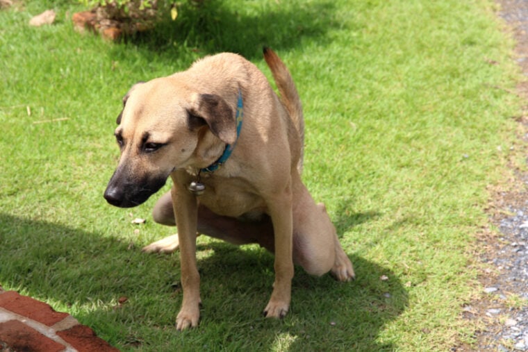 Do Female Dogs Mark Territory? 5 Vet-Reviewed Reasons | Hepper Pet ...