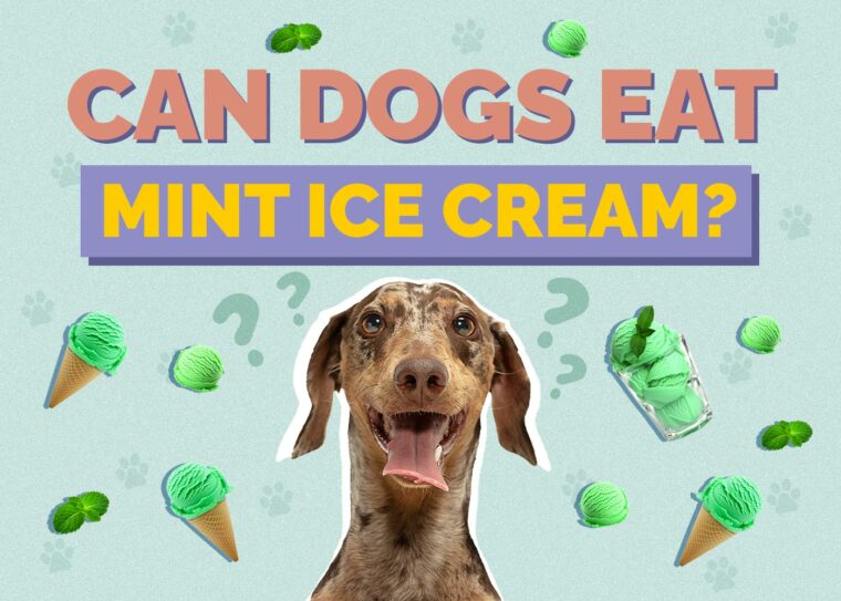 Can Dogs Eat Mint? - What You Need to Know! | Hepper Pet Resources
