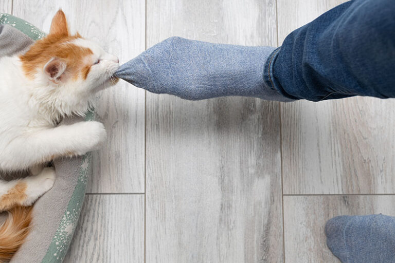 Why Does My Cat Bite My Feet? 6 Possible Reasons | Hepper Pet Resources