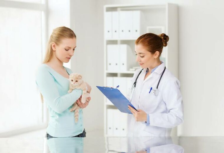 Preventive Care for Cats: A Vet-Approved Healthcare Guide | Hepper Pet ...