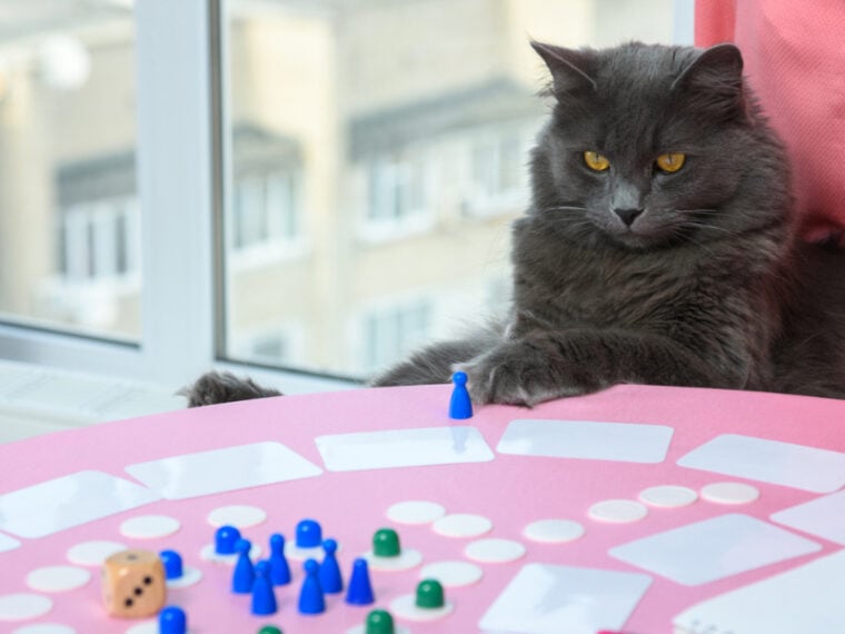 10 Top Cat-Themed Games You've Got To Try (2026 Update) | Hepper Pet ...