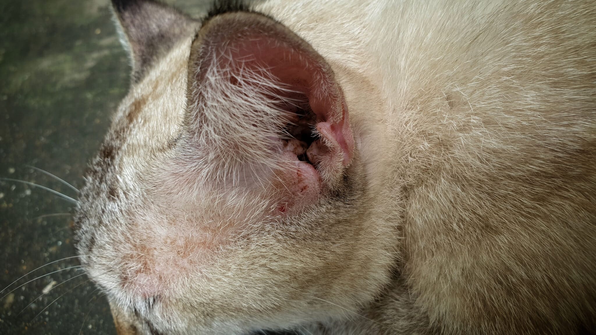 Cat Ear Mites vs Yeast Infection: Visual Differences (Vet-Approved ...