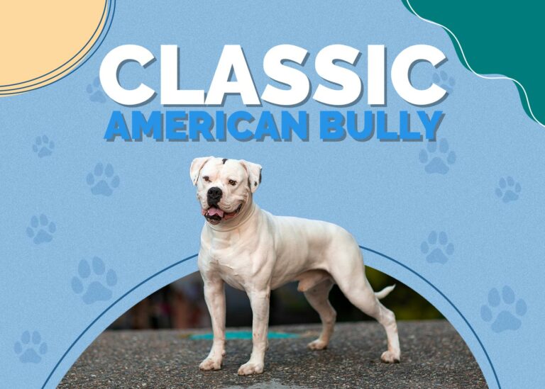 Classic American Bully: Info, Pictures & Traits | Hepper Pet Resources