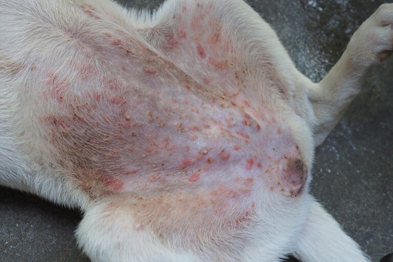 Why Is My Dog Losing Hair on Their Belly? 12 Vet-Verified Reasons ...