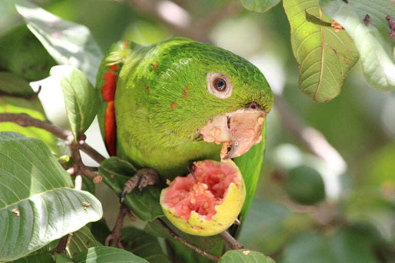 Parrot Molting: When It Happens & Signs to Note (Vet-Reviewed) | Hepper ...