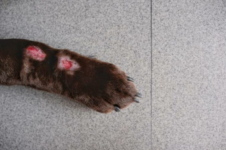 Lick Granuloma in Dogs: Causes, Signs, and Treatments (Vet Answer ...