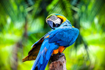 Why Do Parrots Dance? Interesting Facts & Reasons | Hepper Pet Resources