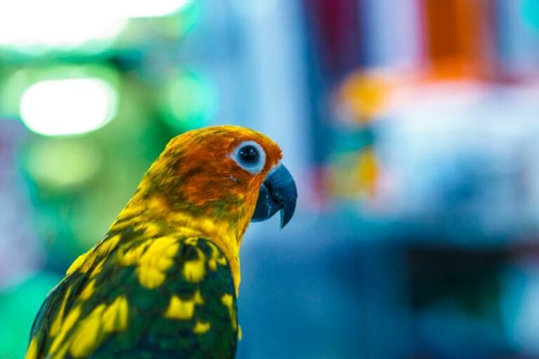 How Big Do Parrots Get? Average Size & Growth Chart (Vet-Verified ...