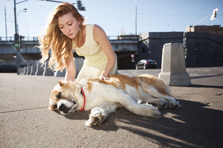 Dog Hit by a Car? Our Vet Explains What to Do | Hepper Pet Resources