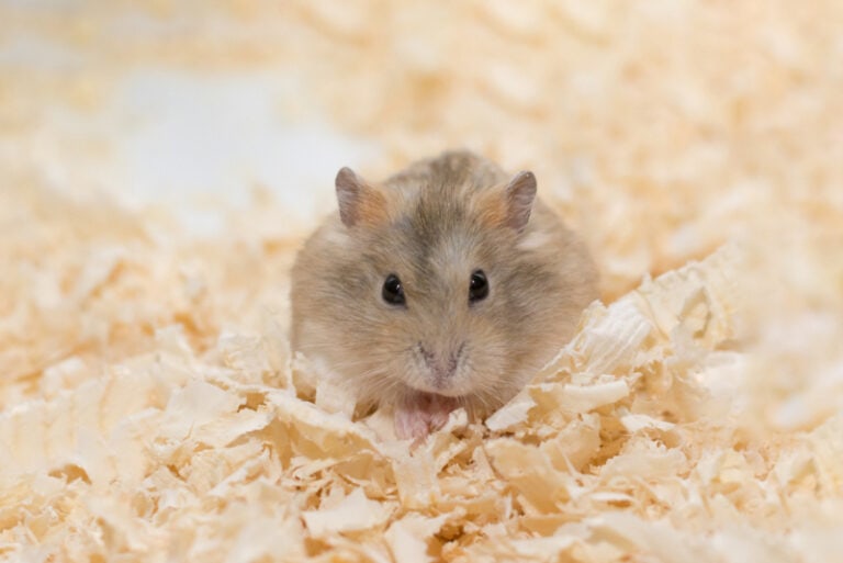Can Hamsters Eat Pasta? Vet-Approved Facts & FAQ | Hepper Pet Resources