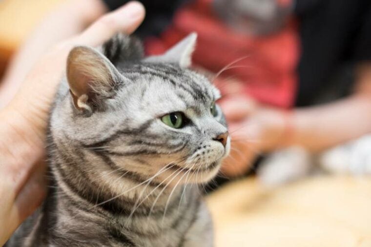 Why You Should Never Scruff a Cat: Vet-Reviewed Risks & Safety Tips ...