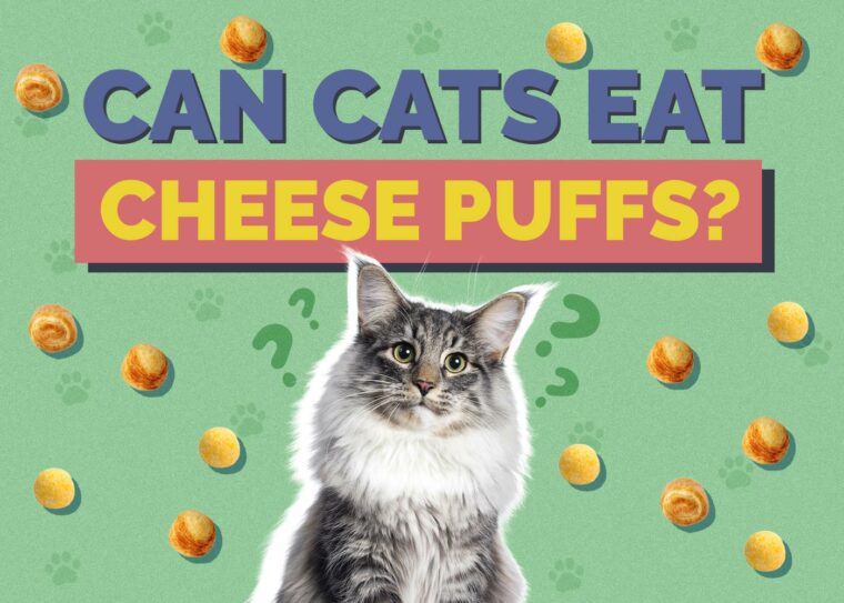 Can Cats Eat Cheese Puffs? Vet-Approved Facts & FAQ | Hepper Pet Resources