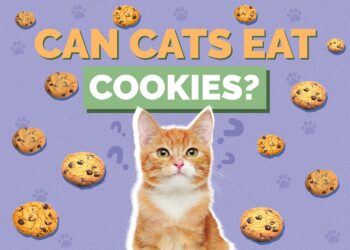 Can Cats Eat Cookies? Vet-Approved Health Guide | Hepper Pet Resources