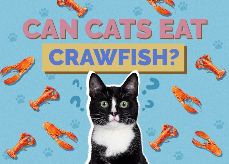 Why Do Cats Like Fish? Feline Facts & FAQs | Hepper Pet Resources
