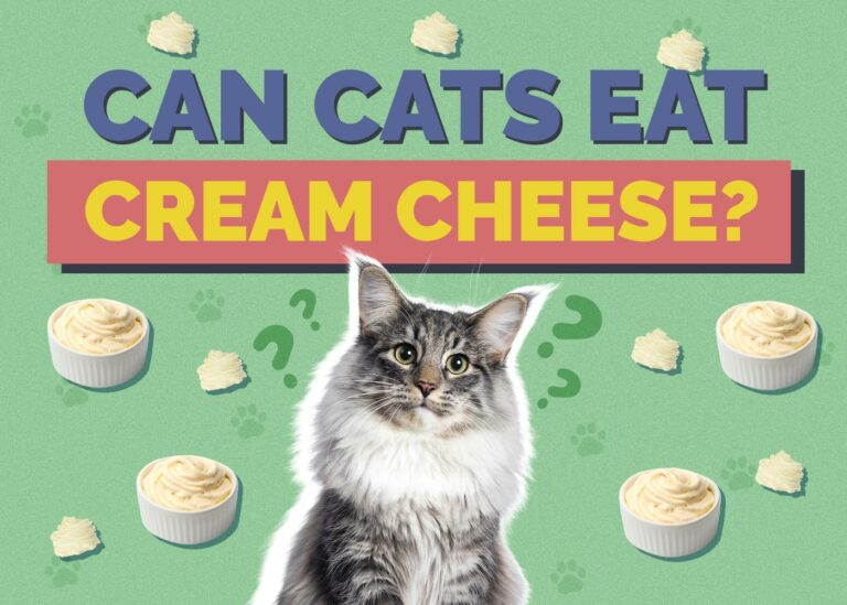 Can Cats Eat Cream Cheese? Vet-Reviewed Facts & FAQ | Hepper Pet Resources
