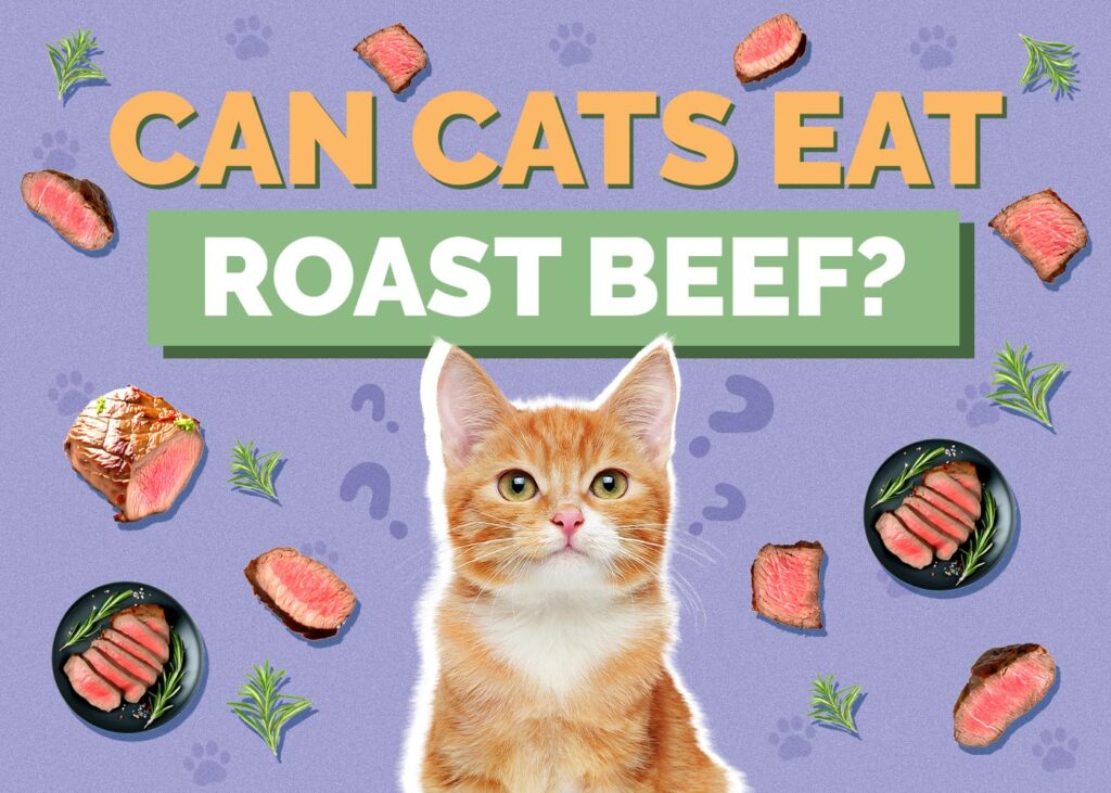 Can Cats Eat Roast Beef? Vet-Approved Facts & FAQ | Hepper Pet Resources