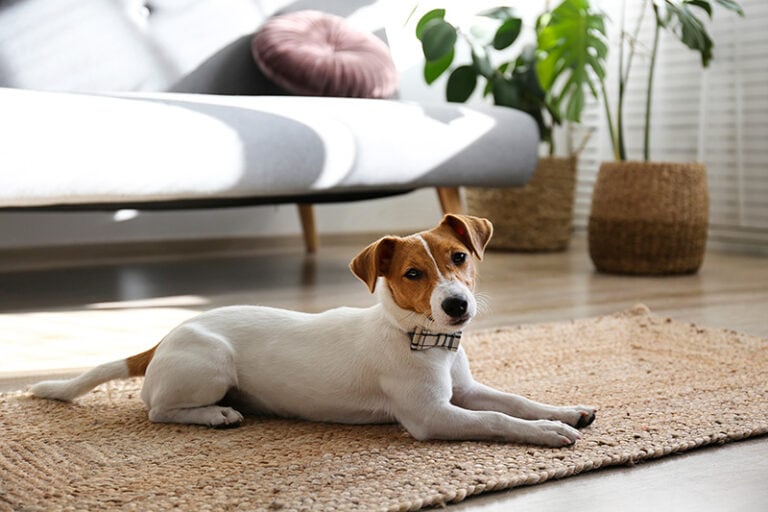 How Smart Are Jack Russell Terriers? Breed Intelligence & FAQ | Hepper ...