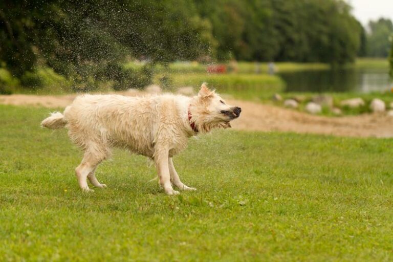 Why Do Dogs Shake Their Bodies After You Pet Them? 5 Possible Reasons | Hepper Pet Resources