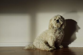 13 Lhasa Apso Mixes: Info, Pictures, Facts & History | Hepper Pet Resources