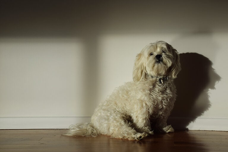 13 Lhasa Apso Mixes: Info, Pictures, Facts & History | Hepper Pet Resources