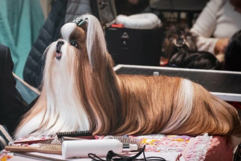 5 Lhasa Apso Haircuts (With Grooming Tips) | Hepper Pet Resources