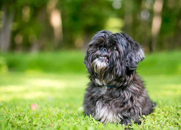 13 Lhasa Apso Mixes: Info, Pictures, Facts & History | Hepper Pet Resources