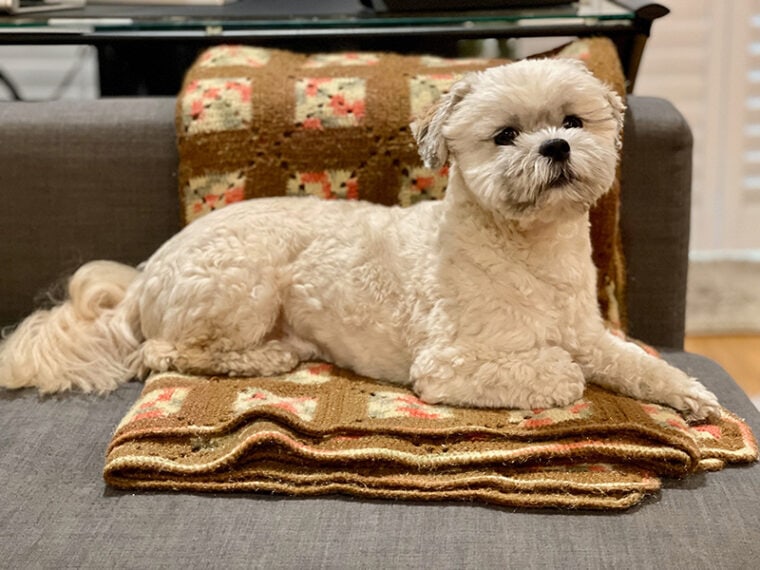 13 Lhasa Apso Mixes: Info, Pictures, Facts & History | Hepper Pet Resources