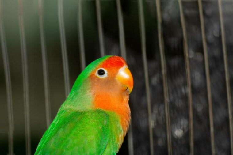Can Parrots Eat Apples? Vet Approved Facts & FAQ | Hepper Pet Resources