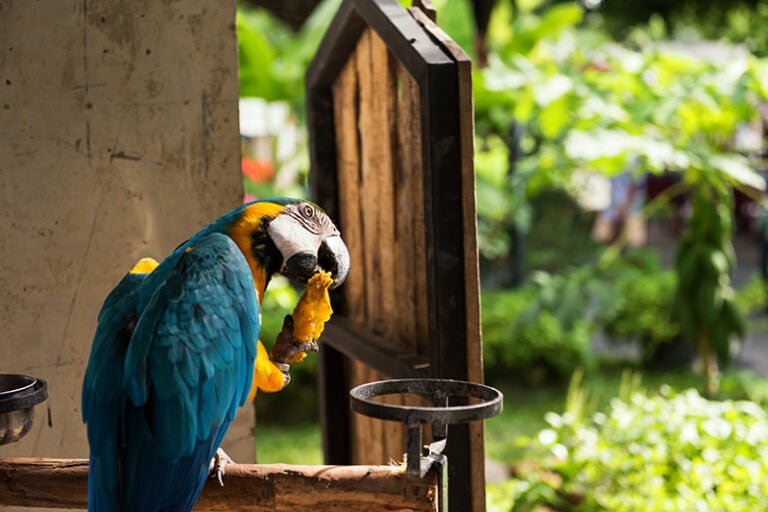 Can Parrots Eat Mango? Vet Approved Facts & Nutritional Guide | Hepper ...