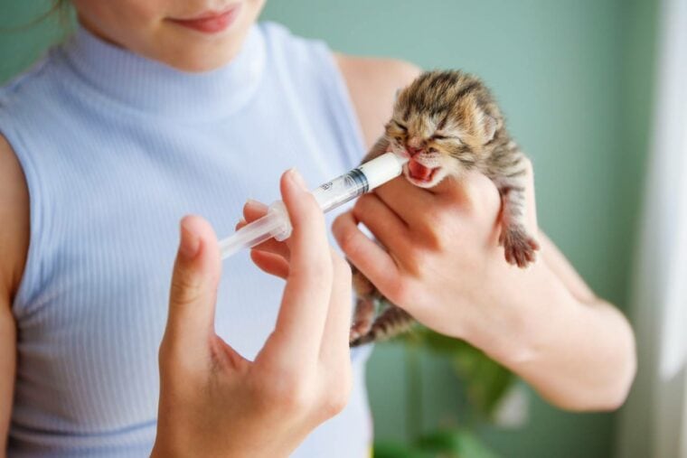 How to Syringe Feed a Kitten – 5 Vet Approved Tips | Hepper Pet Resources