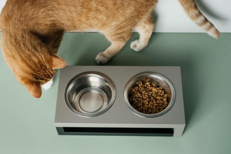 My Cat Isn't Eating Much but Acting Normal: 11 Vet-Reviewed Reasons ...